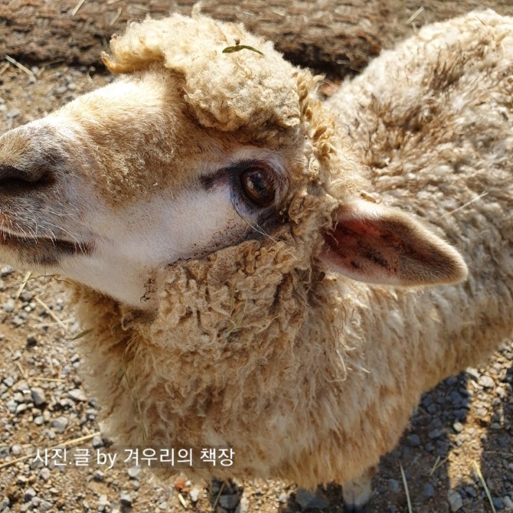홍천 비발디파크 하늘양떼목장 전지적양시점 양과 교감하는 시간 네이버 블로그