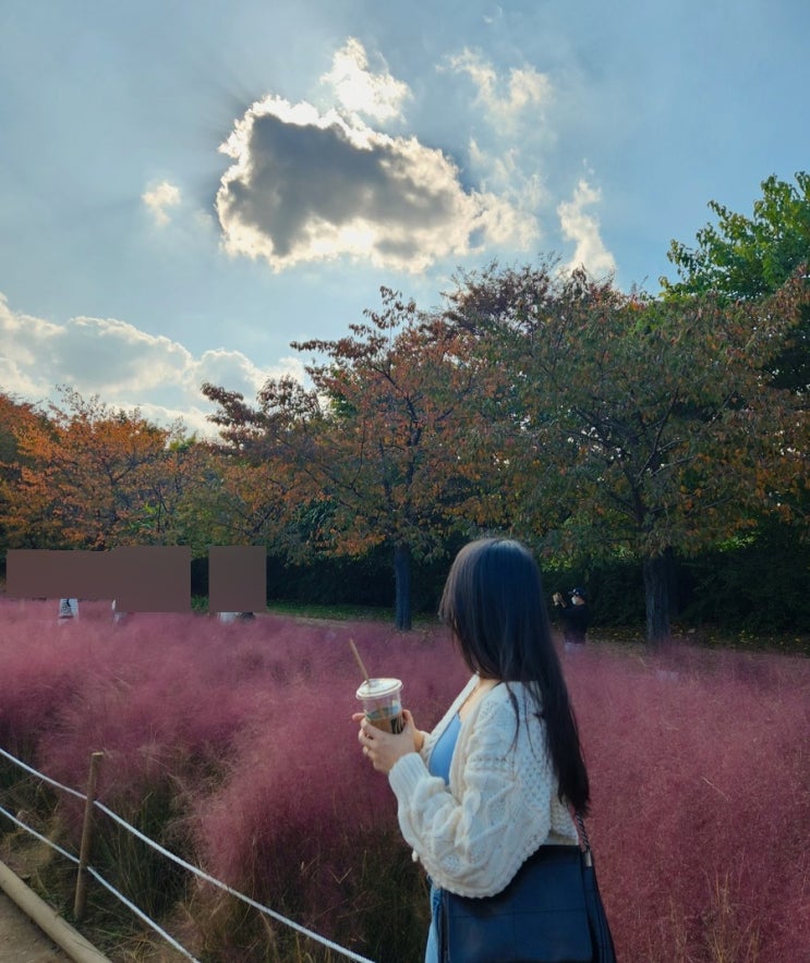 서울 올림픽공원 핑크뮬리 명소 위치 가을 여행지 데이트 네이버 블로그