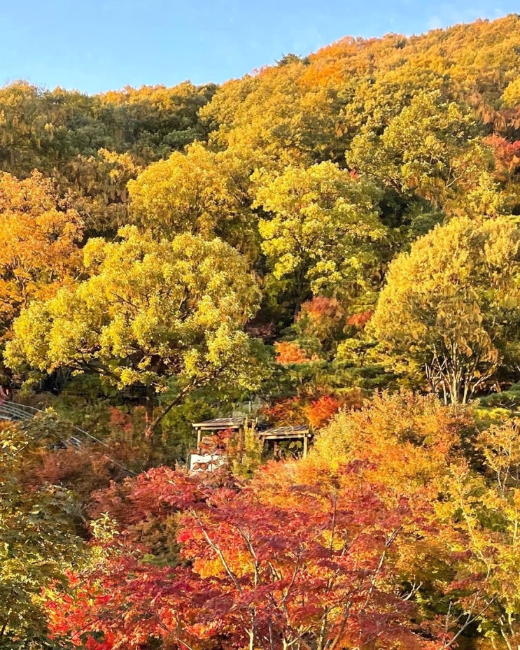 경기도 광주 단풍명소 곤지암 화담숲 꿀팁 단풍 절정 시기 입장시간 모노레일 티켓 잔여수량 예약 맛집 주차 네이버 블로그