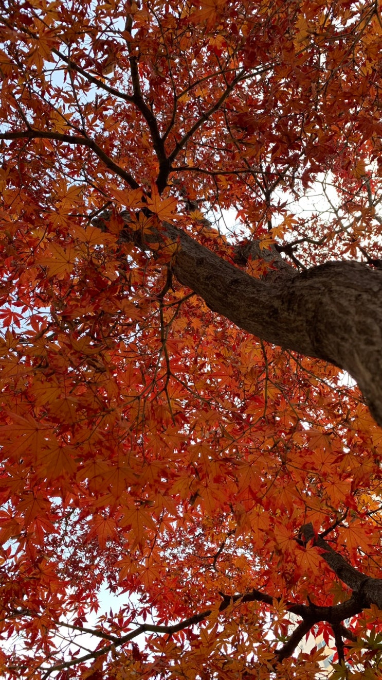 221031-221104 : 네이버 블로그