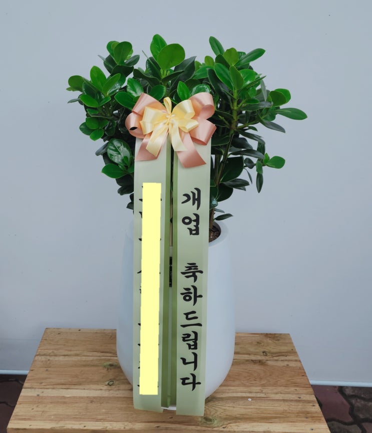 당진 꽃집 당진 화분 아담한 사이즈로 추천하는 중간 크기의 개업 화분 네이버 블로그