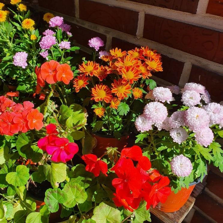 감사한 일상-잘 크는 다육이와 멋진 가을 길 : 네이버 블로그