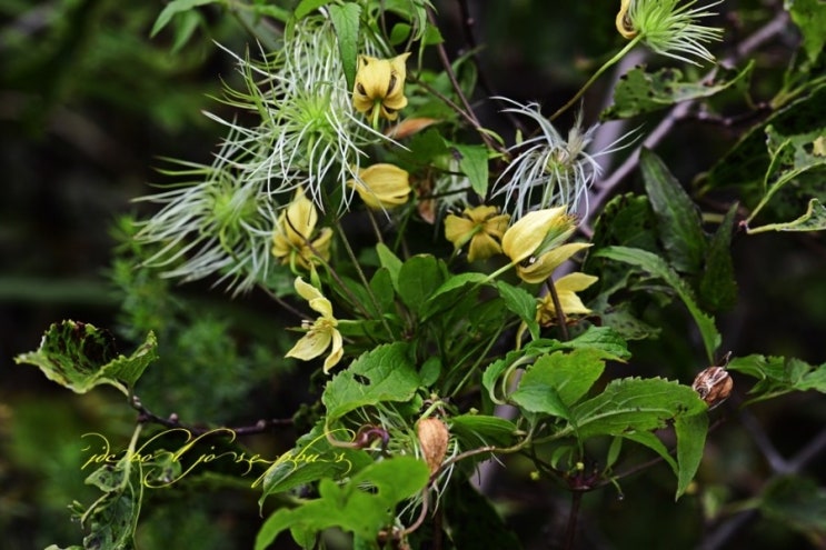 개버무리(Clematis serratifolia Rehder) : 네이버 블로그