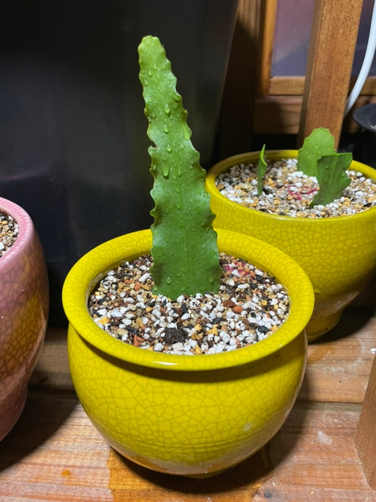 진짜 독일에서 온, 독일 황후 선인장!! (Disocactus phyllanthoides) : 네이버 블로그