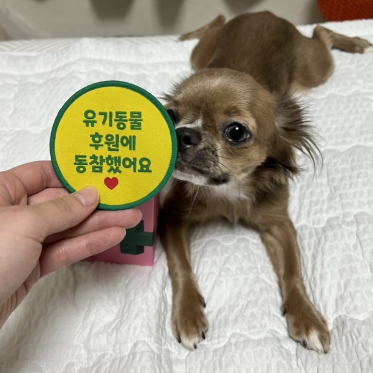 강아지 기침개선파파메디 강아지 기침 영양제 추천 네이버 블로그