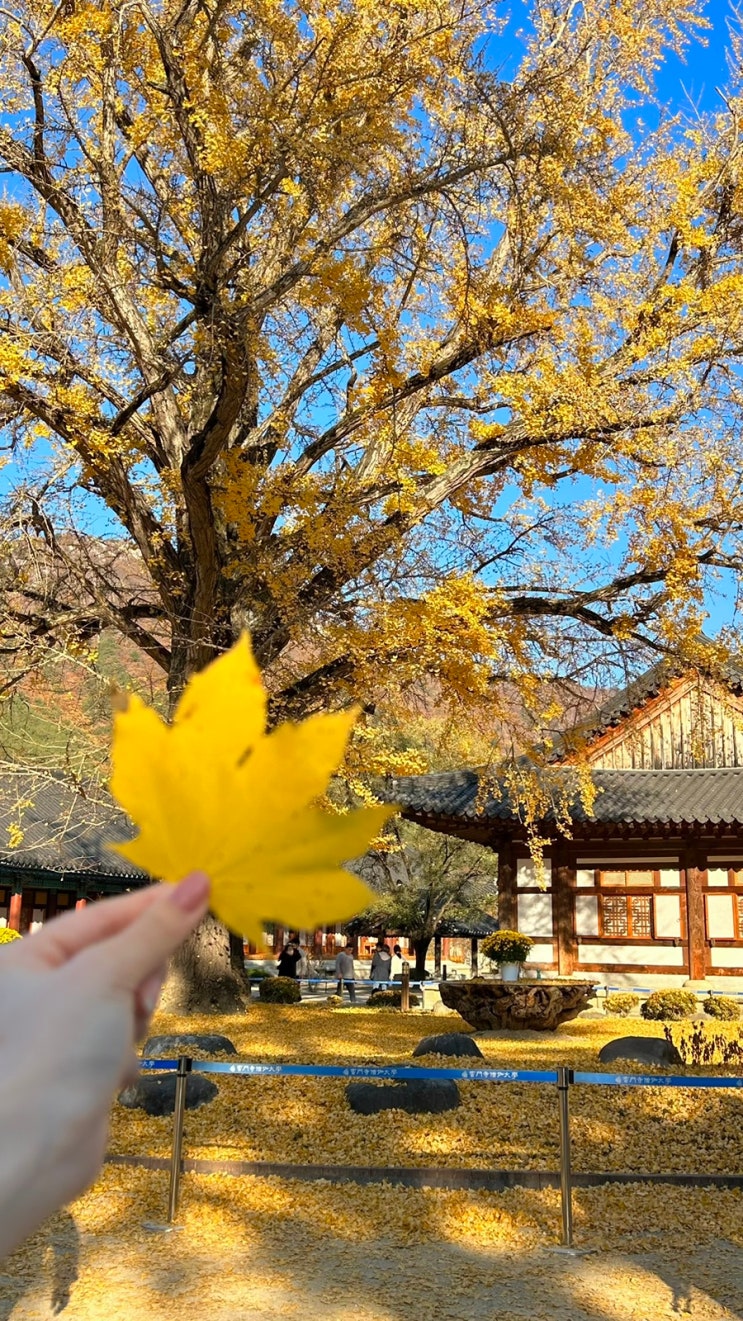 가을 단풍이 너무 예쁜 청도 여행🍁 청도 운문사 어화벗님 네이버 블로그