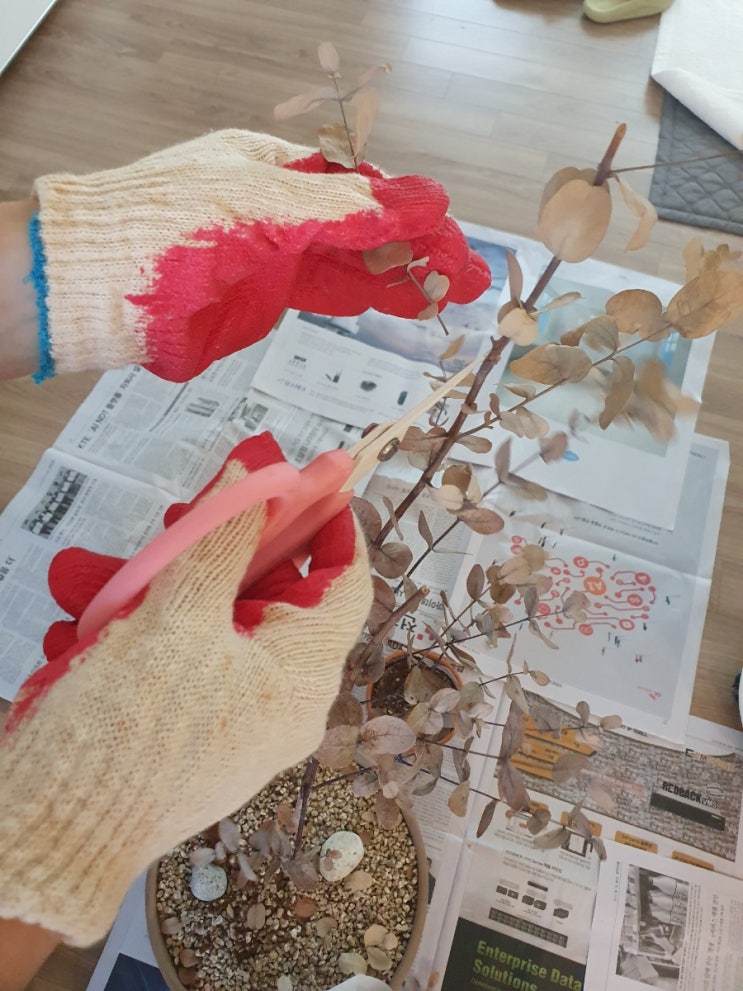 화분 버리는법 화분흙 불연성 쓰레기 봉투에 버리기 네이버 블로그