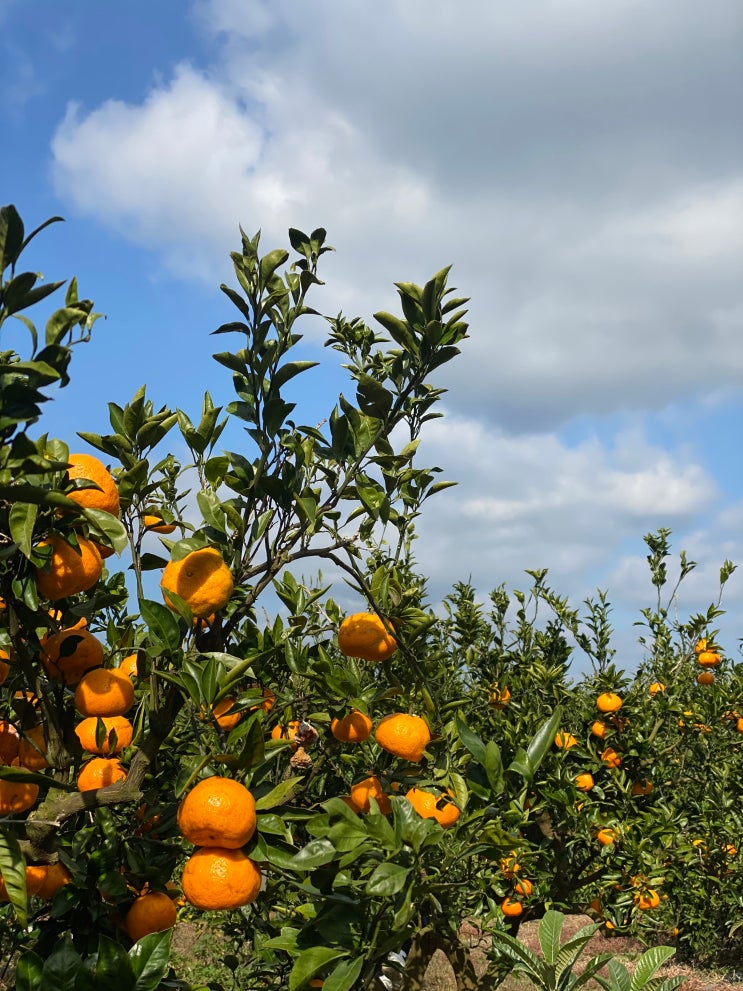 [행운이] 어린이집 부모님과 함께 하는 제주 감귤체험 (ft. 3년차 귤따기 어린이 제법 ...) : 네이버 블로그