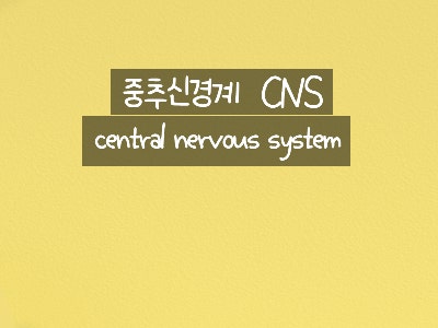 중추신경계 central nervous system(CNS) : 네이버 블로그