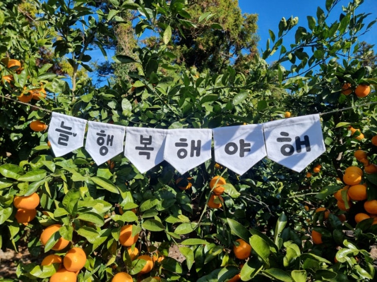 귤밭 귤체험농장 꾸미기 패브릭 가랜드 만들기 : 네이버 블로그