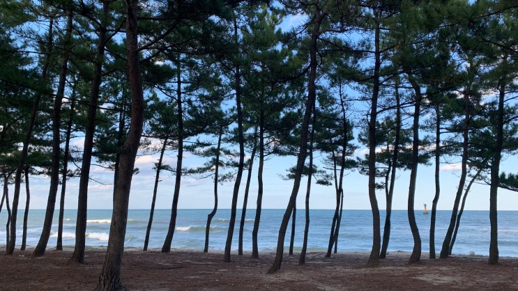 강릉 당일치기 여행초당소나무집현지인맛집럭키회센터 네이버 블로그