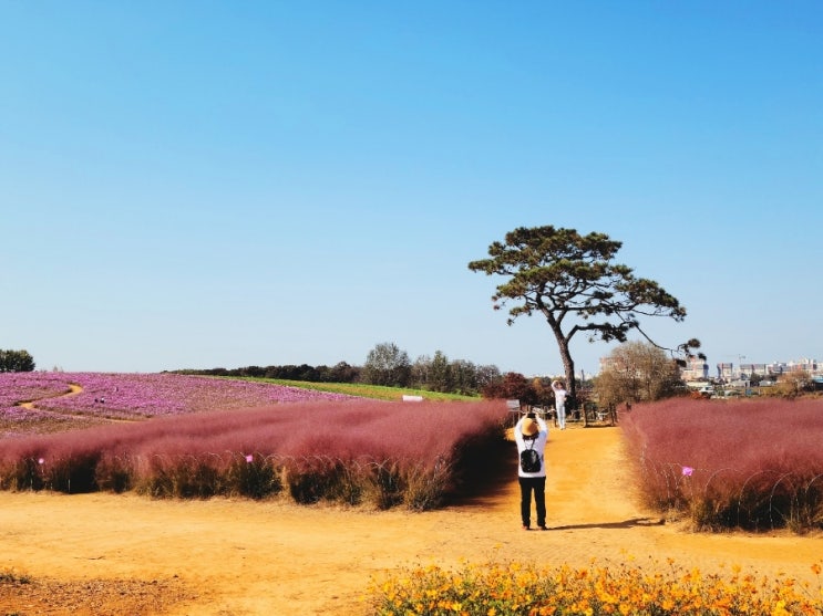 안성팜랜드 : 네이버 블로그
