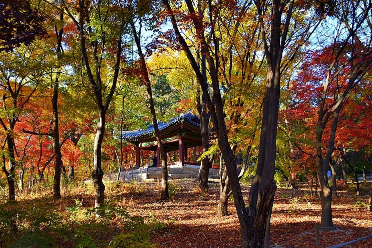 창경궁 관덕정에 추색이 물들다 : 네이버 블로그