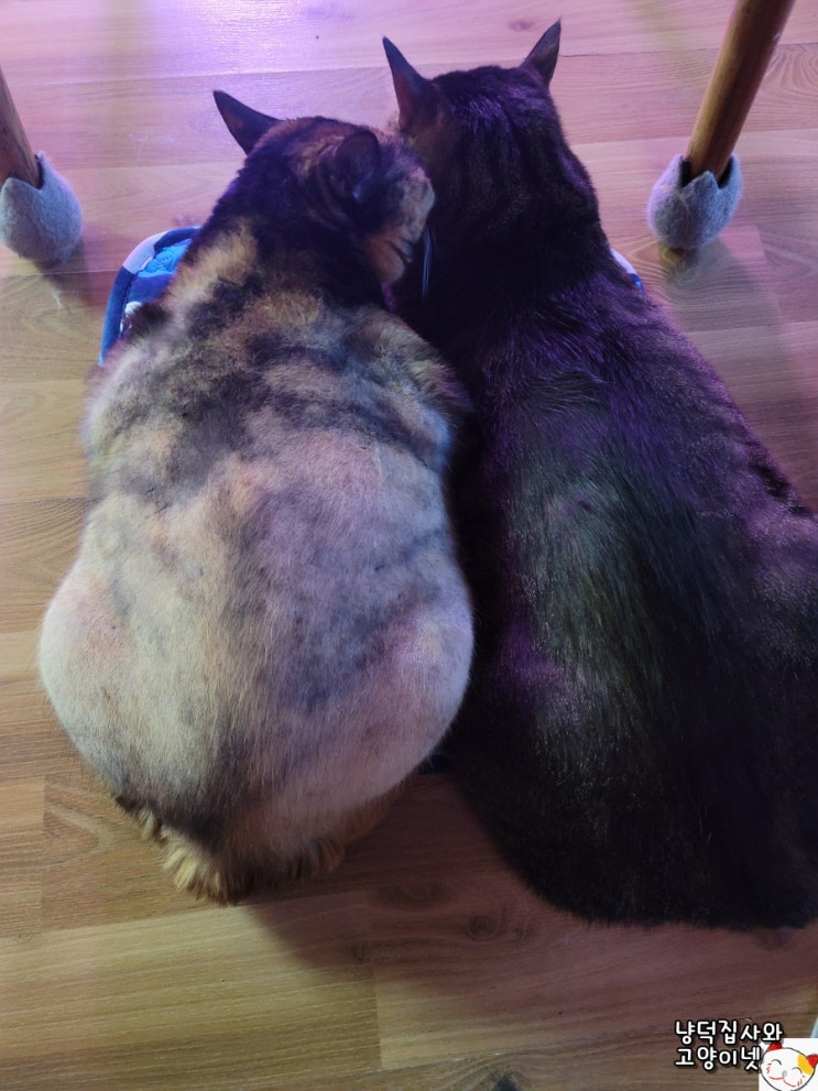 고양이용품 집냥이도 겨울준비 고양이 전기방석 - 로켓배송 중독자 ㅠㅠㅠ : 네이버 블로그