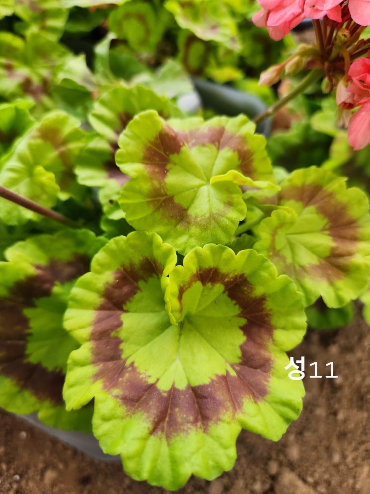 이름 공모합니다. : 네이버 블로그