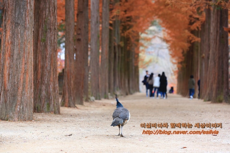 가을 단풍 명소 춘천 가볼만한곳 남이섬 여행 겨울연가 촬영지 가평 남이섬 배 시간표 네이버 블로그