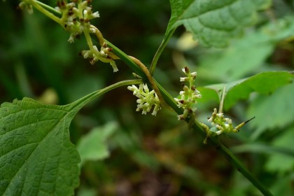 새삼(Cuscuta japonica Choisy) : 네이버 블로그