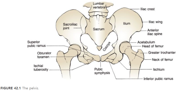 Minor pelvic fracture (고령자의 경미한 골반 골절) : 네이버 블로그