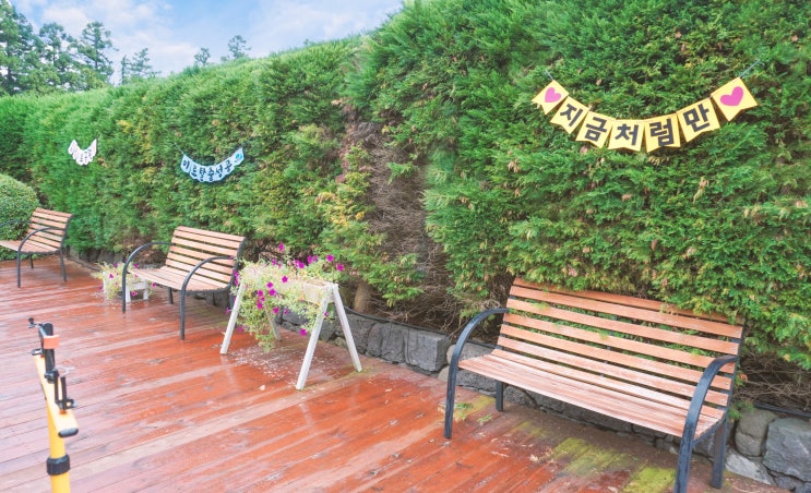 제주도 야외관광지 가볼만한 곳 김녕미로공원 네이버 블로그