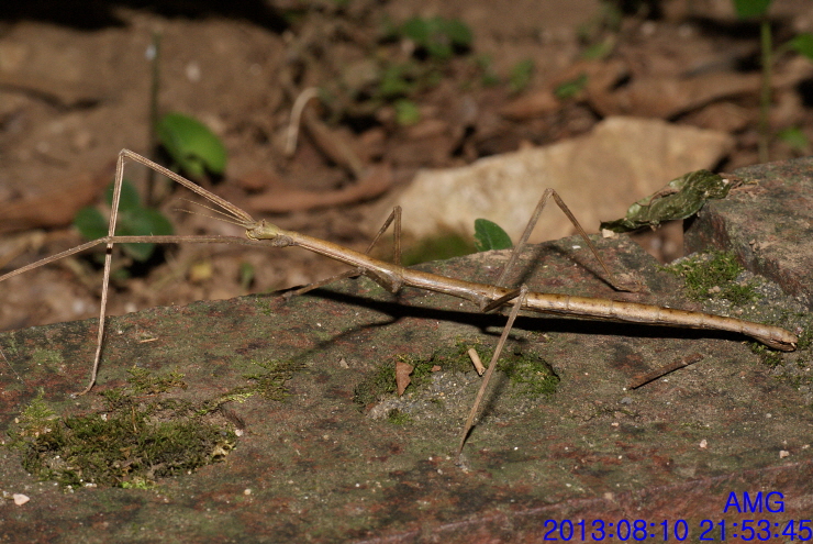 Ramulus mikado 대벌레 / 2013-08-10 : 네이버 블로그