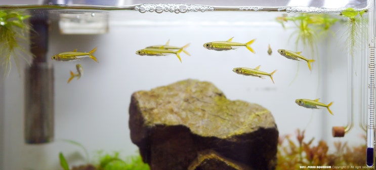 [테트라] 젤리빈 테트라 (Ladigesia roloffi) : 네이버 블로그