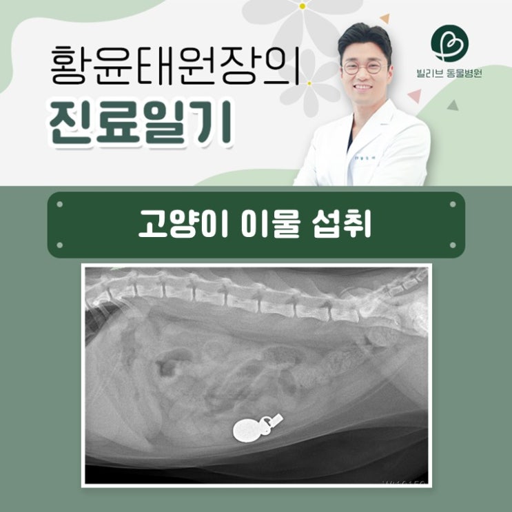 고양이가 밥을 안 먹고 계속 토해요 - 황윤태 수의사의 진료일기 12 : 네이버 블로그