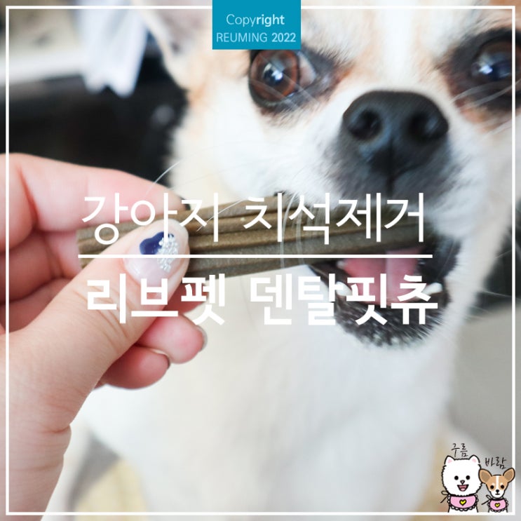 강아지 치석 제거 양치와 함께하면 좋은 덴탈껌 네이버 블로그