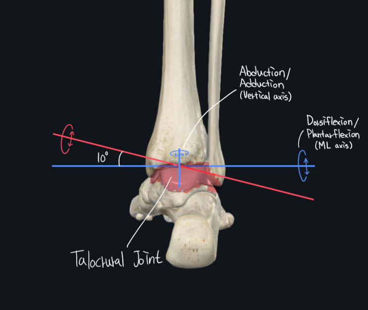 수원PT, 수원헬스) 발과 발목의 주요 관절 3가지 (Talocural joint, Subtalar joint ...