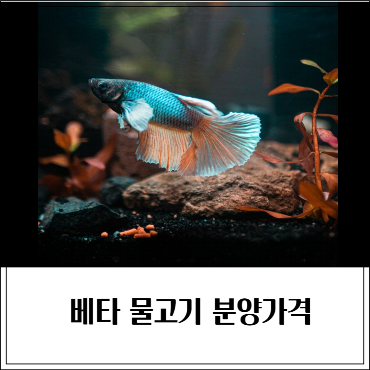 베타 피쉬 물고기 키우기 분양 가격은 어느정도 일까 네이버 블로그