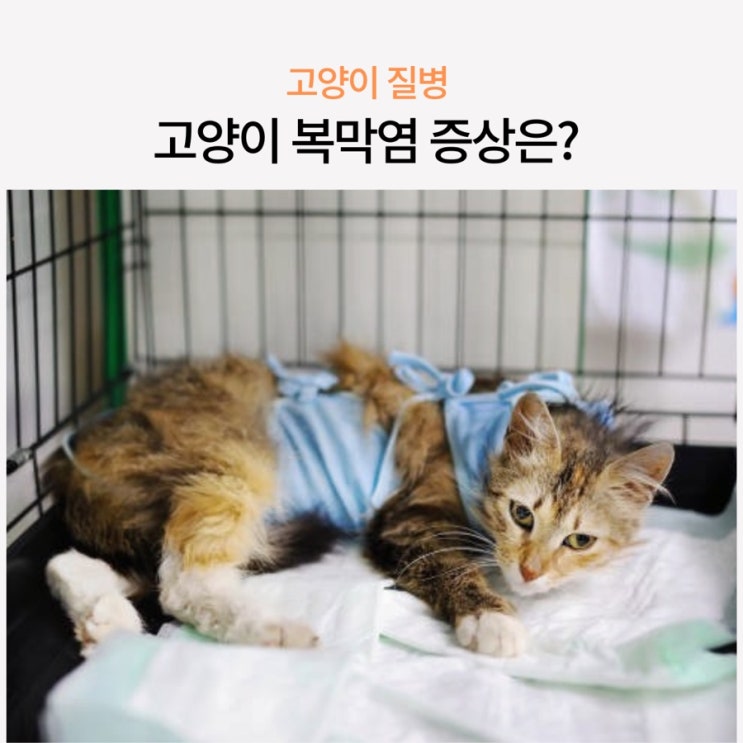 고양이 복막염 전염되나요 원인과 증상 치료 방법 알아보기 네이버 블로그