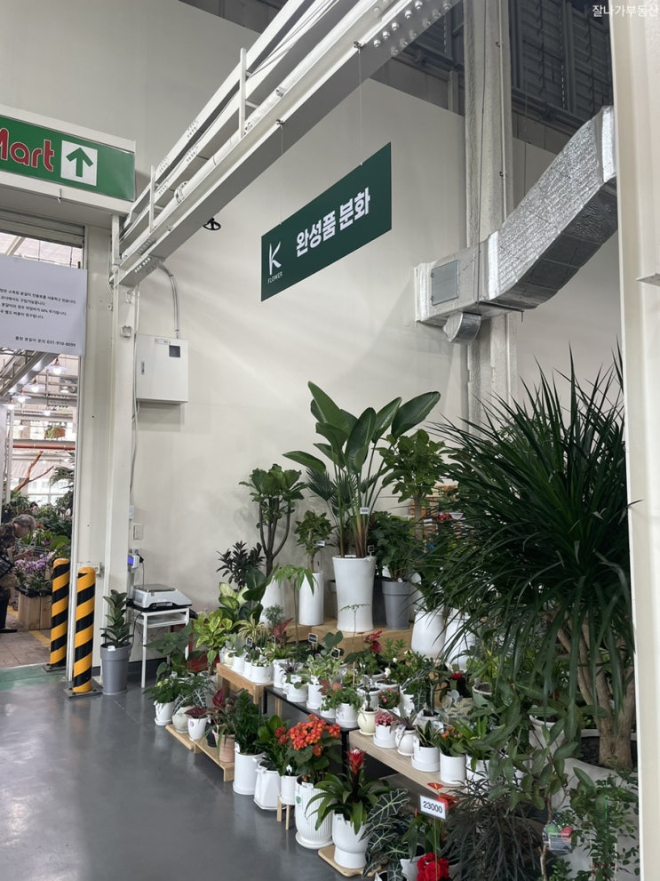 일산 대화 일산농협화훼단지 개업용 화분 추천 및 구매 후기 한국화훼농협본점 케이플라워마켓 네이버 블로그