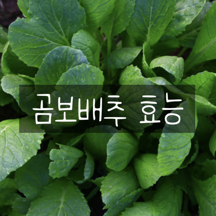 기관지에 좋은음식으로 주목하는 곰보배추효능과 먹는법 총정리 네이버 블로그