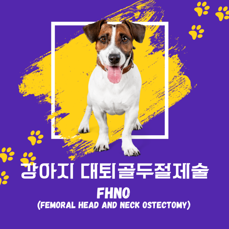강아지 대퇴골두절제술(FHNO) : 네이버 블로그