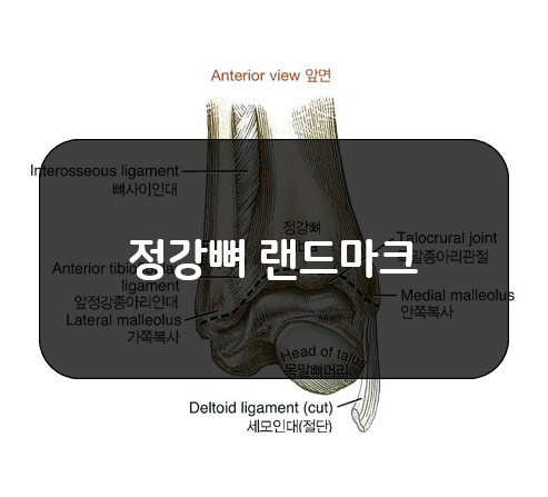 먼쪽 정강뼈 랜드마크(distal tibia Landmarks) : 네이버 블로그