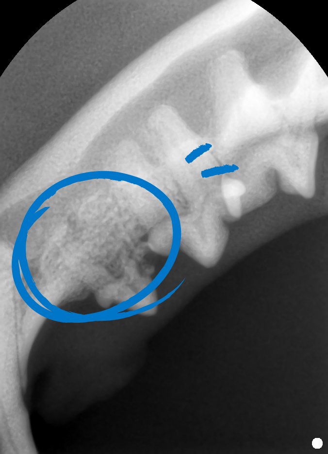 고양이 치아 흡수성 병변 (Feline Odontoclastic Resorption Lesion, FORL) : 네이버 블로그