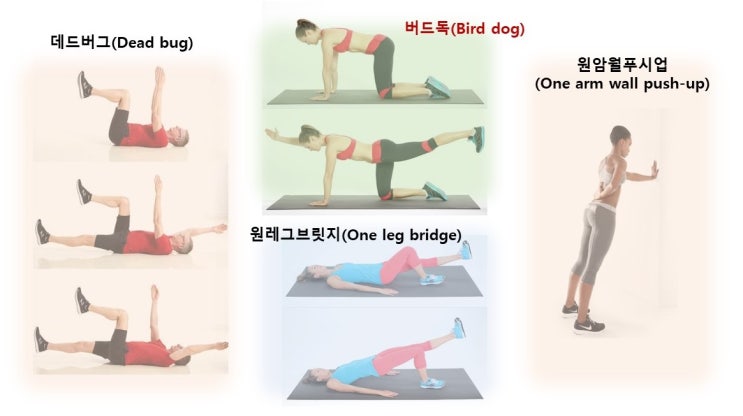 요추다열근(허리뭇갈래근, Lambar Multifidus), 허리통증과 다열근운동, 버드독(Bird dog)운동 : 네이버 블로그