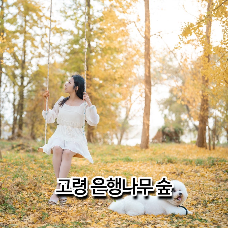 11월 마지막 가을을 즐기기 좋은 대구근교여행지 고령 은행나무숲다산문화공원 네이버 블로그