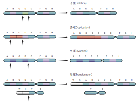 NGS분석/유전자 복제수Copy number variation, CNV 및 구조적 변화structural variation 검출 ...