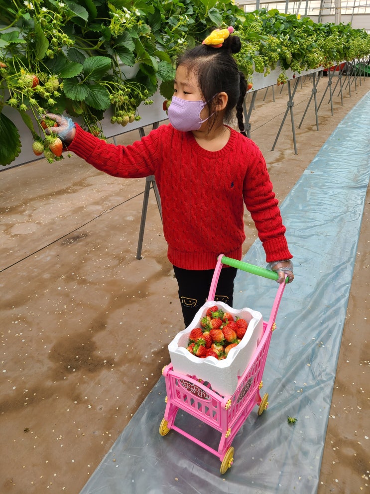 일산 파주 딸기따기 딸기체험농장 성연딸기 파주 아이와 가볼만한곳 추천 3번째 다녀온 성연딸기 네이버 블로그