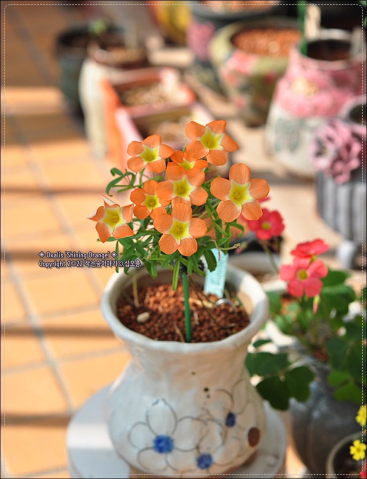 [Oxalis 'Shining Orange' 와 Oxalis 'Venus'] : 네이버 블로그