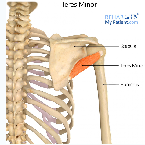 Teres Minor Muscle : 네이버 블로그