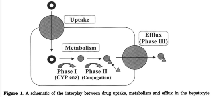 DILI(drug induced liver injury), 약물 유발 간손상, 약인성 간손상 병태생리 : 네이버 블로그