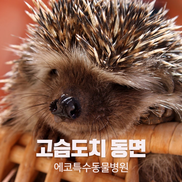 고슴도치겨울잠 고슴도치동면 예방법응급처치 방법 고슴도치병원 네이버 블로그