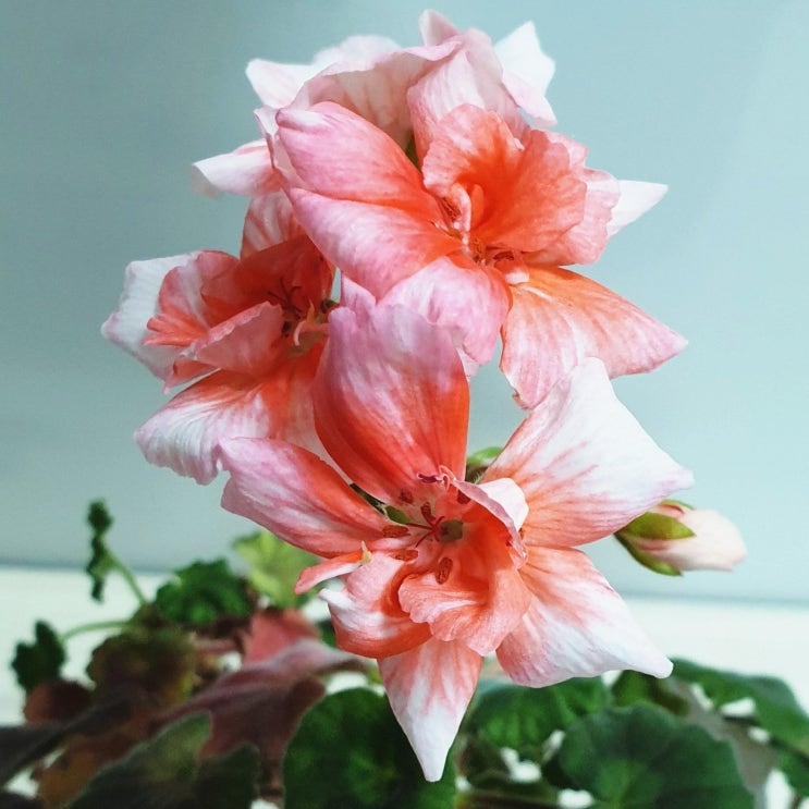『제라늄(페라고늄) Geranium』 진한 향과 아름다운 꽃이 피는 제라늄 꽃말과 효능, 키우기 : 네이버 블로그