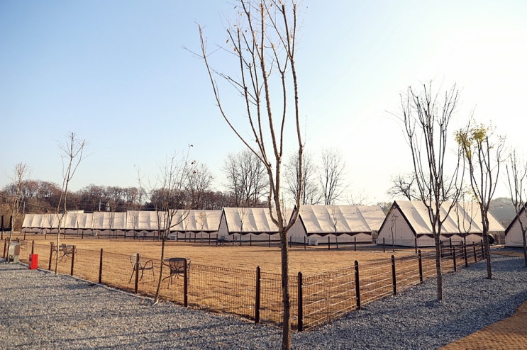 충주 애견 글램핑장 반려견 동반 가능한 잭슨 글램핑 네이버 블로그