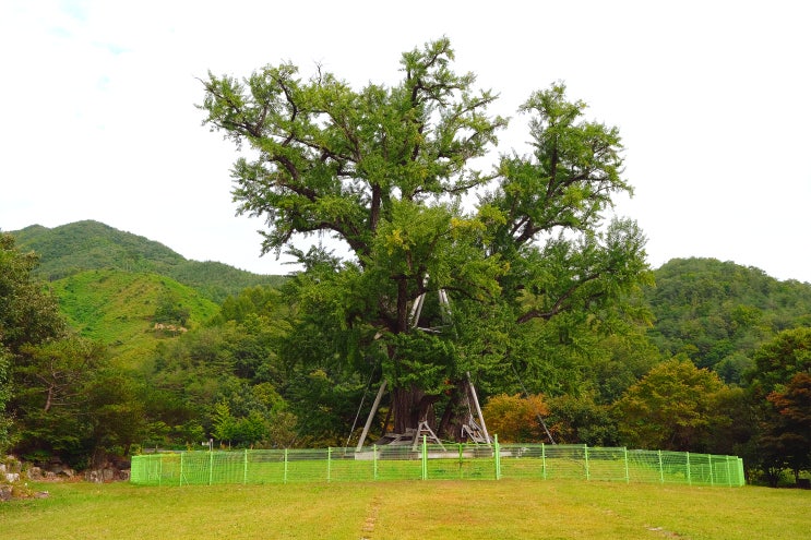 20. 안동 용계리 은행나무(천연기념물)/ Ginkgo Tree of Yonggye-ri, Andong/ 安東 龍溪里 銀杏나무 ...