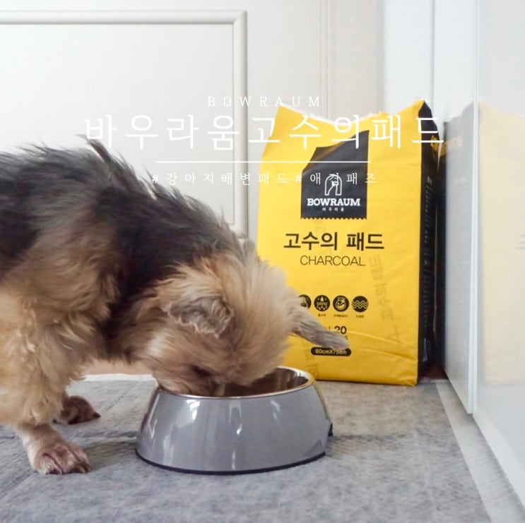 흡수력 좋은 강아지 배변패드 바우라움 고수의패드 추천해요 네이버 블로그