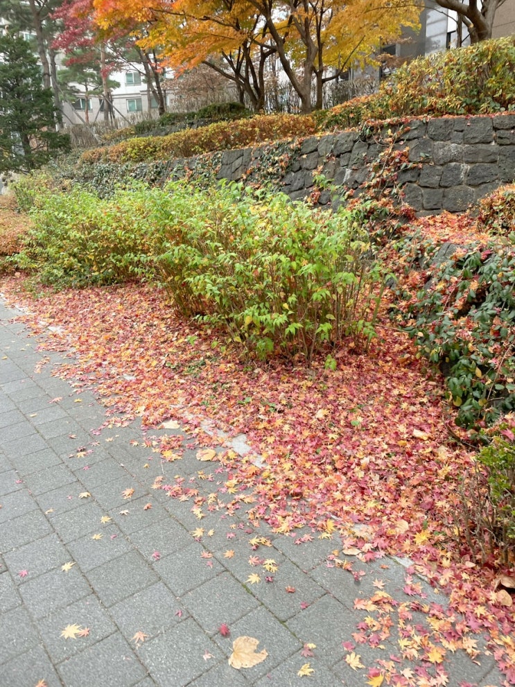 11월4주, 기차타고 할미댁가요 성큼 다가온 겨울 춥다. : 네이버 블로그