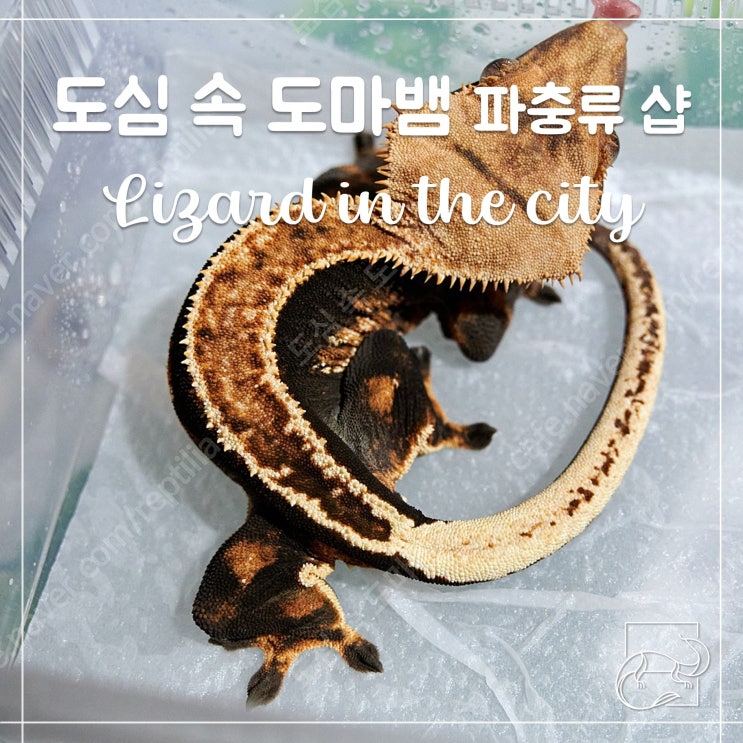 도심속도마뱀 서울 구로 신도림 파충류 샵 크레스티드게코 암컷 분양 중입니다 네이버 블로그