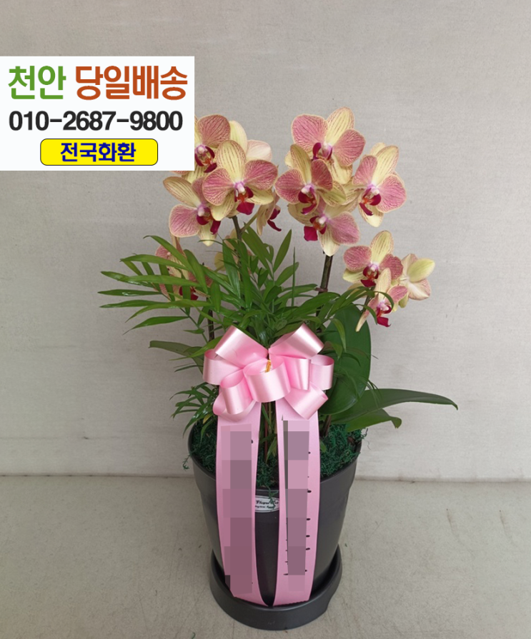 전국화환 천안 인사이동 개업 승진 취임 영전 축하의선물 최고의 가성비 에서 어서 준비하세요~만족하실만한 서양란 강추해요